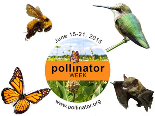 It S National Pollinator Week Nature S Perspective Landscaping