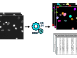 Batch Processing Bioimage Analysis Training Resources