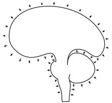 COMA AND TRANSIENT LOSS OF CONSCIOUSNESS | Neupsy Key