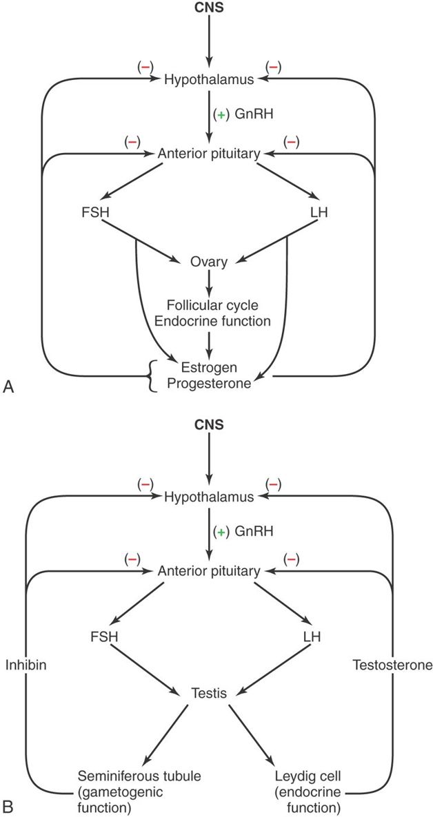The Hypothalamus | Neupsy Key