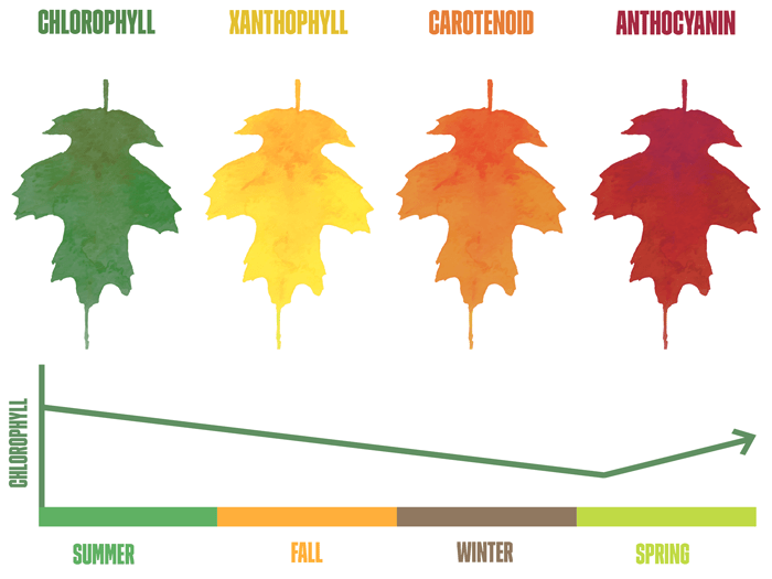 Why Do Leaves Change Color In The Fall Quizlet Mickie Cromer Why Do Leaves Change Color In The Fall Quizlet Mickie Cromer