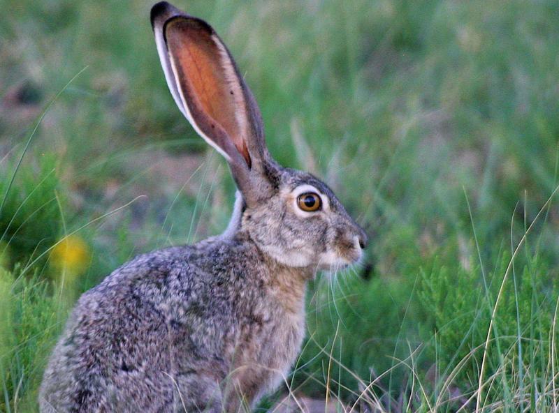 Extinct Polish Hare – Newzar