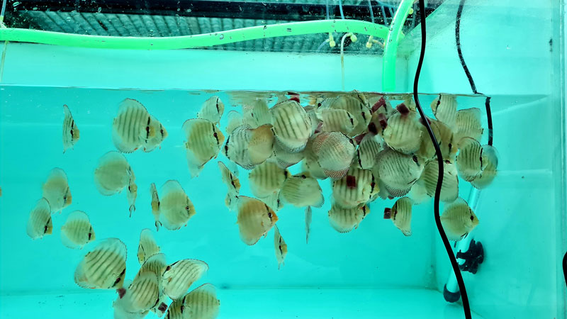 Discus Fish a brief - nextaaqua.com