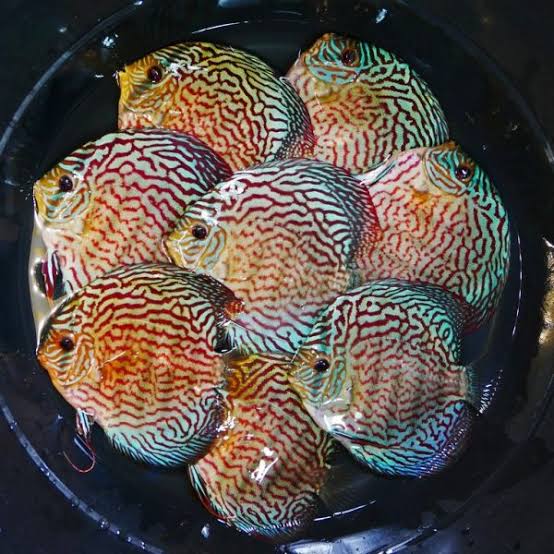 Blue Torqoise 6 niches - nextaaqua.com