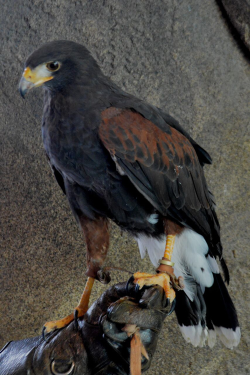 Nature’s Voice free-flight show spotlights rare species at the National ...