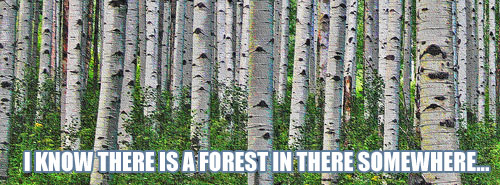 Forest for the Trees: the NAR Expenses Edition - NotoriousROB