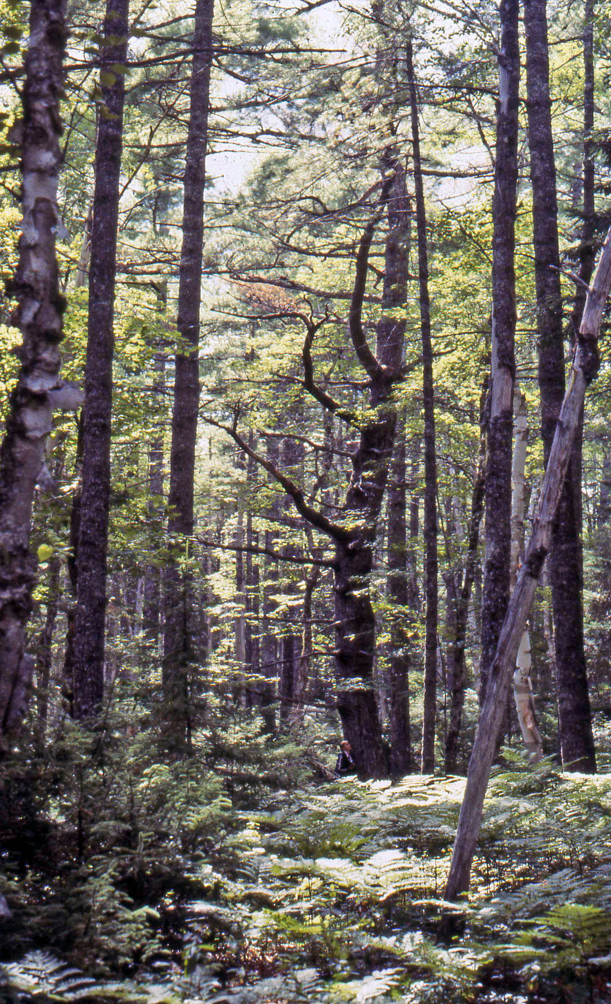Bob Bancroft talks about Firewood, Wildlife and the Well Managed Forest ...