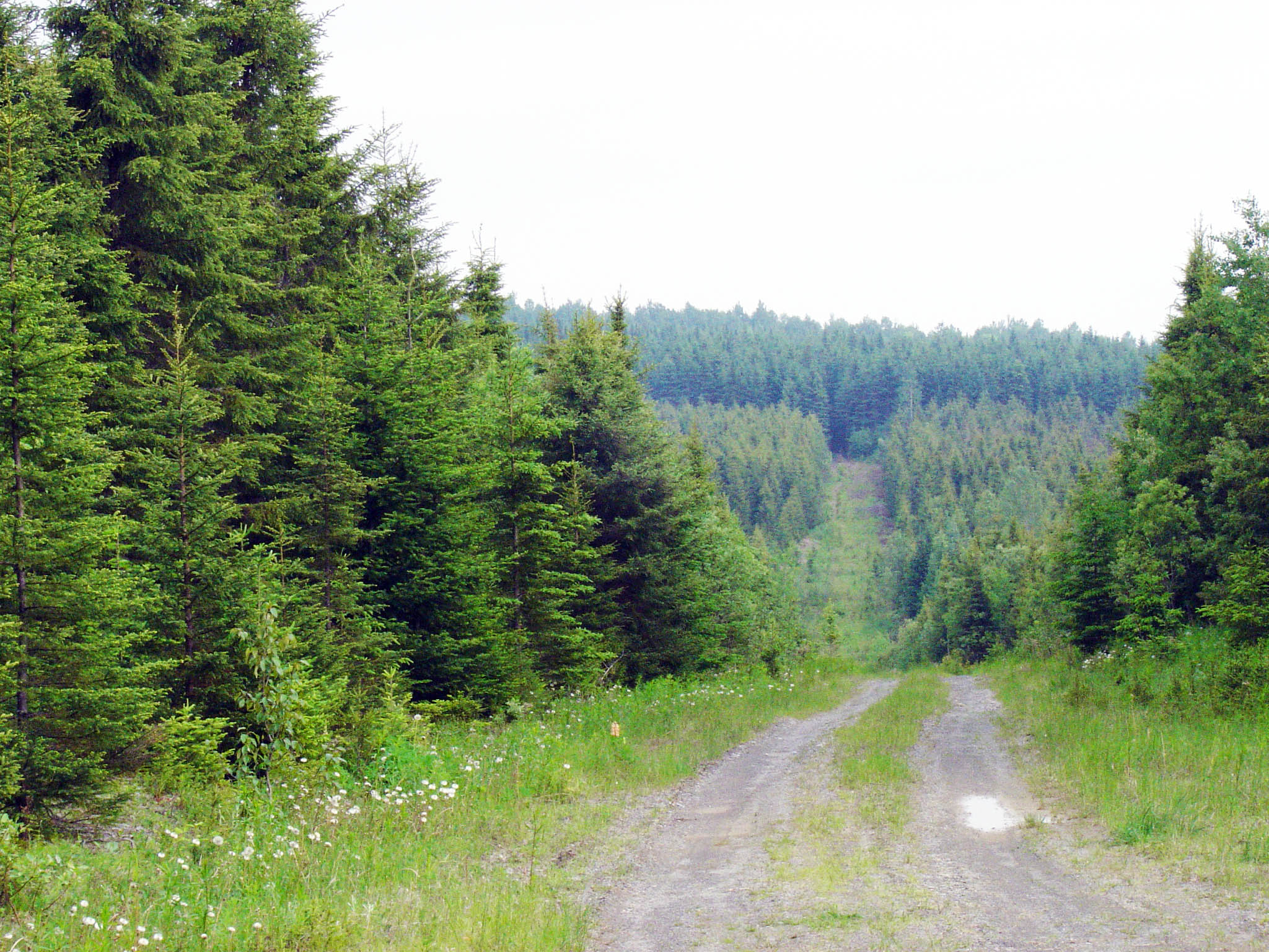New Brunswick filmmaker asks ‘Is our forest really ours?” | Nova Scotia ...