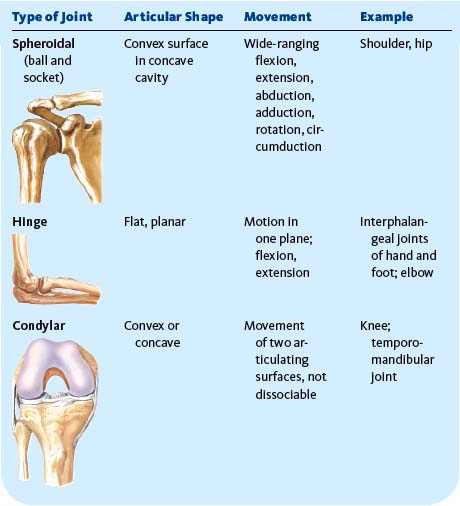 Structure And Function Of The Musculoskeletal System
