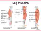Muscular System Anatomy And Physiology Nurseslabs