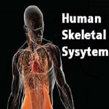 Human Skeletal System Nursing - NursingNotes