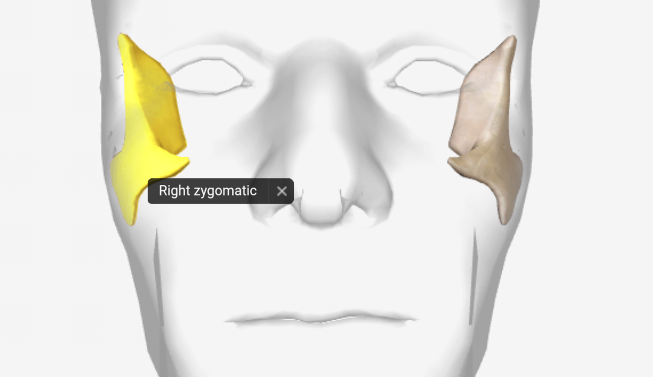 Zygomaticus Major Function