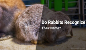 How Do Rabbits Show Affection To Humans? - Nursing Pets