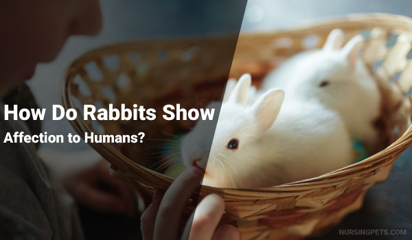 How Do Rabbits Show Affection To Humans? - Nursing Pets
