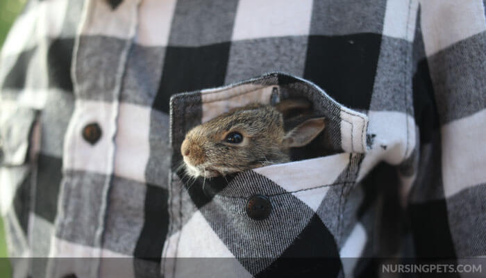 How Do Rabbits Show Affection To Humans? - Nursing Pets