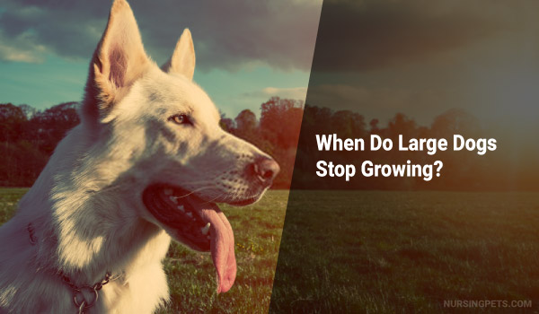When Are Dogs Full-Grown? Calculate Yourself - Nursing Pets
