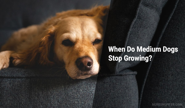 How Long Do Dogs Keep Growing