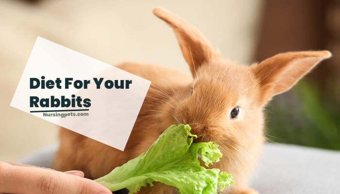 When Do Baby Rabbits Get Fur? - Nursing Pets
