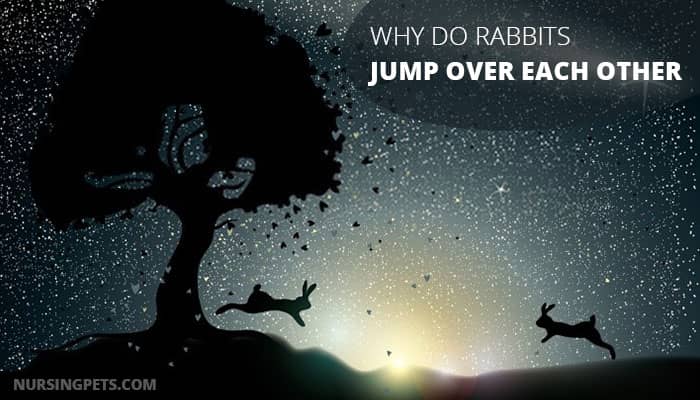 Why Do Rabbits Jump Over Each Other? - Nursing Pets