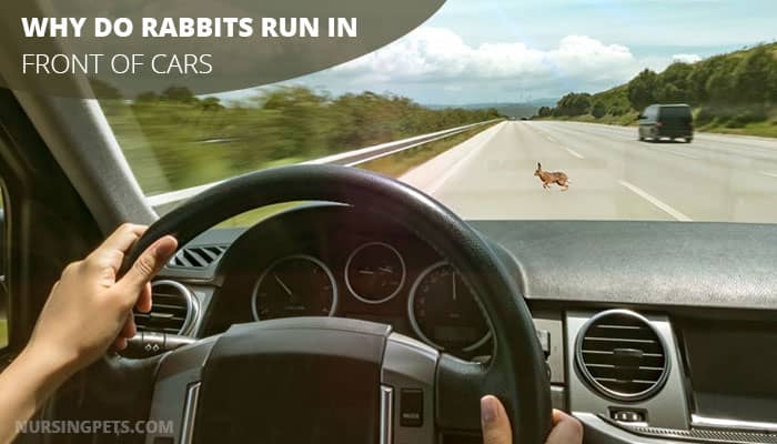 Why Do Rabbits Run In Front Of Cars? - Nursing Pets
