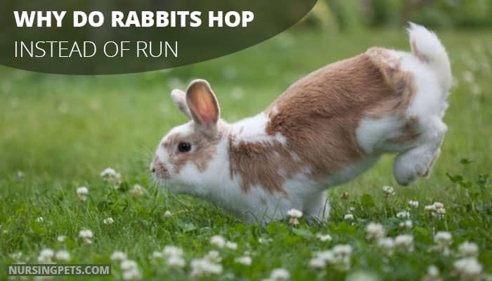 Why Do Rabbits Hop Instead Of Run? - Nursing Pets