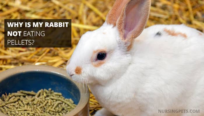 Why Is My Rabbit Not Eating Pellets? Nursing Pets - Nursing Pets