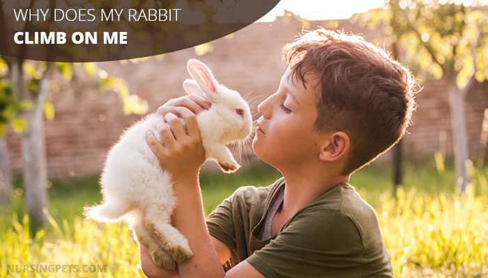 Why Does My Rabbit Climb On Me? - Nursing Pets