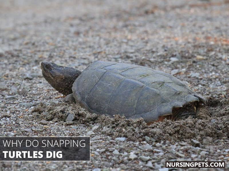 Why Is My (Pet) Turtle Digging In The Tank? Nursing Pets