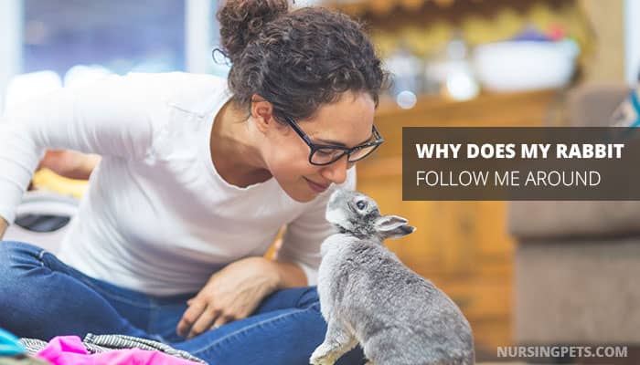 Why Does My Rabbit Follow Me Around? - Nursing Pets