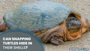 Can Snapping Turtles Hide In Their Shells? - Nursing Pets