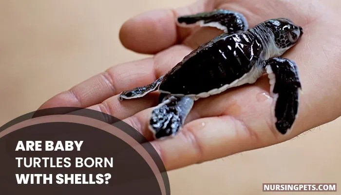 Are Baby Turtles Born With Shells? - Nursing Pets