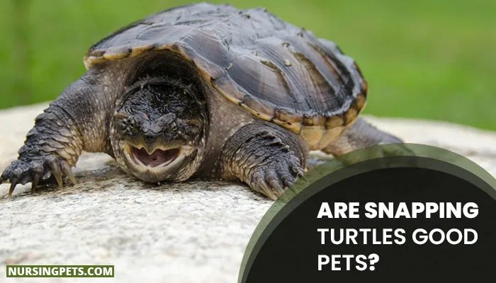 Are Snapping Turtles Good Pets Nursing Pets are-snapping-turtles-good-pets-nursing-pets