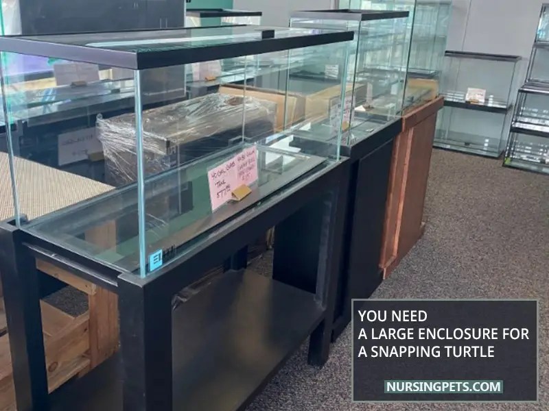 Are Snapping Turtles Good Pets? - Nursing Pets