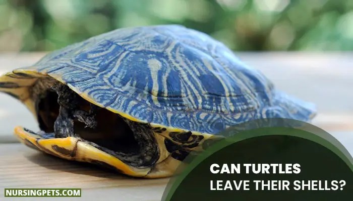 Can Turtles Leave Their Shells? - Nursing Pets