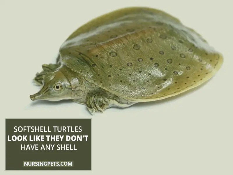 Can Turtles Leave Their Shells? - Nursing Pets