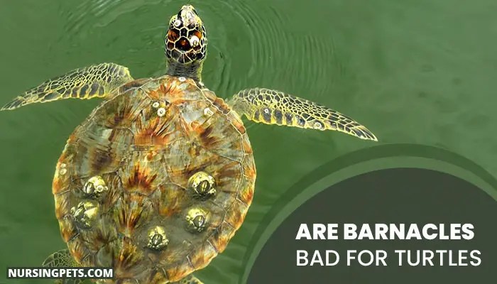 Are Barnacles Bad For Turtles? - Nursing Pets