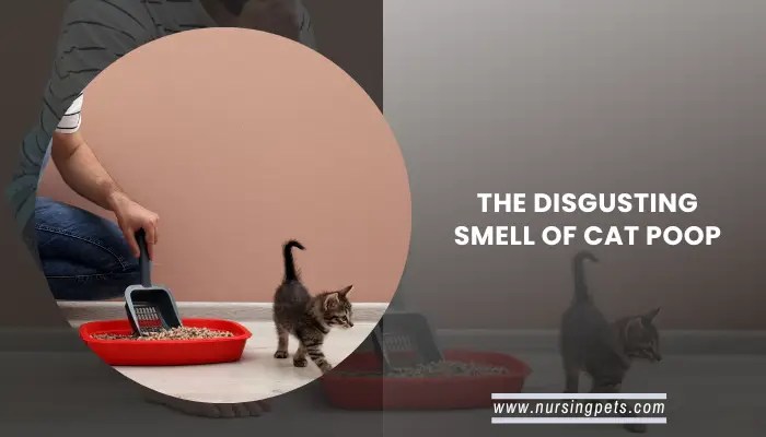 Why Does Cat Poop Smell So Bad? - Nursing Pets