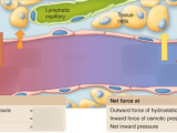 Ch 15 Capillary Exchange Image Diagram Quizlet
