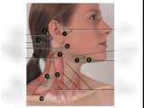 Lymph Nodes Diagram Quizlet