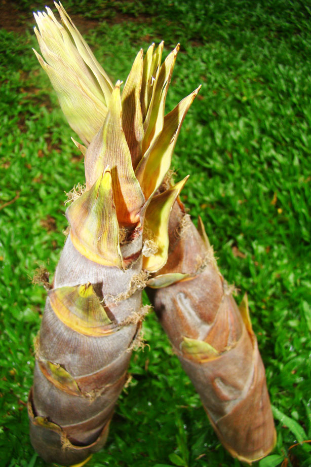 Broto de Bambu - Takenoko - Oba Gastronomia
