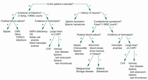 Pallor (Paleness) | Obgyn Key