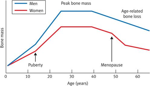 Calcium homeostasis and bones | Obgyn Key