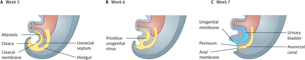 Development and congenital anomalies of the gastrointestinal tract ...