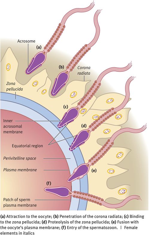 Male reproductive physiology and the fertilisation process | Obgyn Key