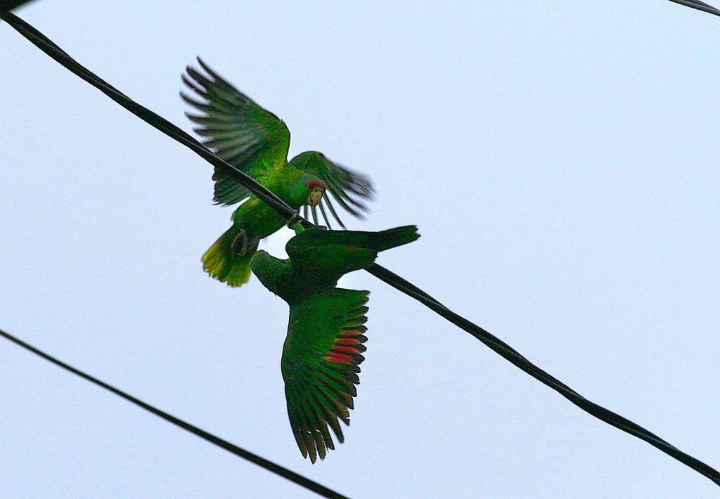 The squabbles of OB parrots – OB Rag