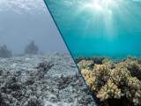 Canadian Ocean Acidification Community Of Practice Ocean Decade