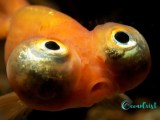 20 Fish With Big Eyes Witness Nature S Optical Marvels