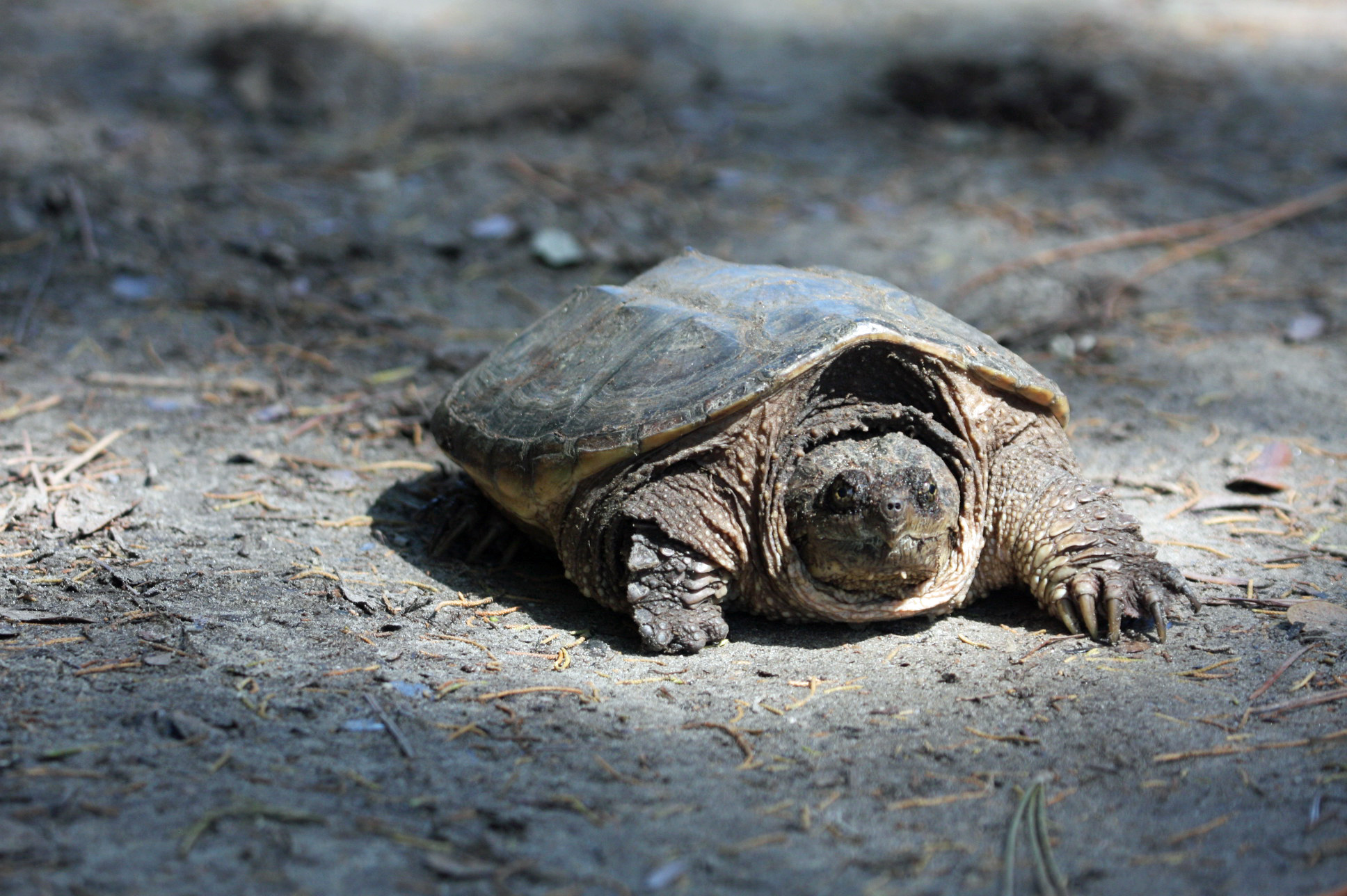 Alligator Snapping Turtle In Wisconsin