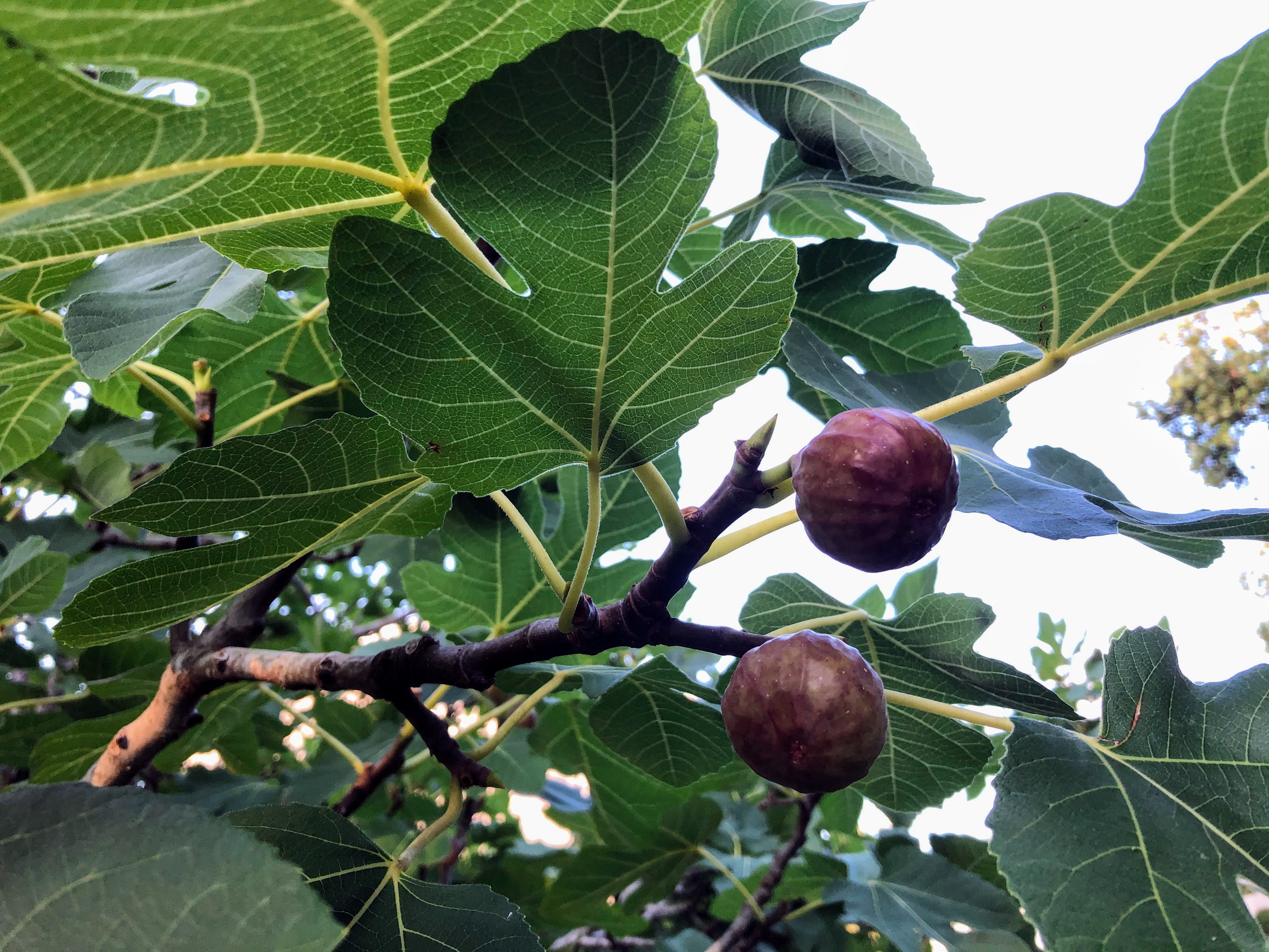 Ocracoke events Aug. 2 to 8 | Ocracoke Observer