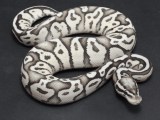 40 Ball Python Morphs Types Colors Pictures